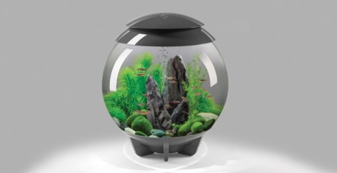 A beginner's guide to BiOrbs - Warehouse Aquatics