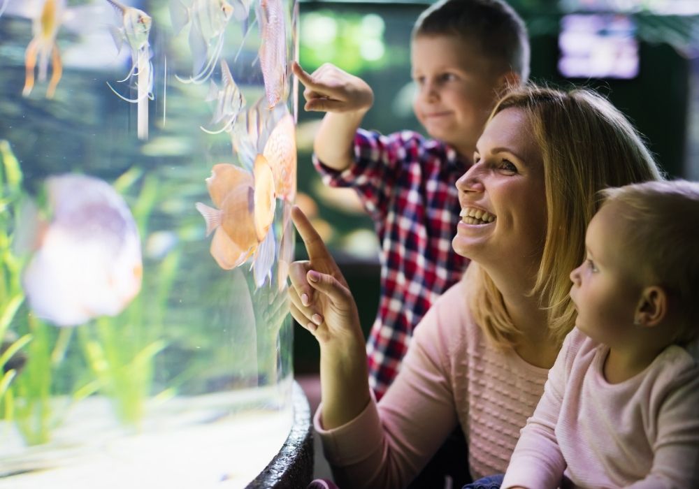 How to set up a tropical fish tank - Warehouse Aquatics