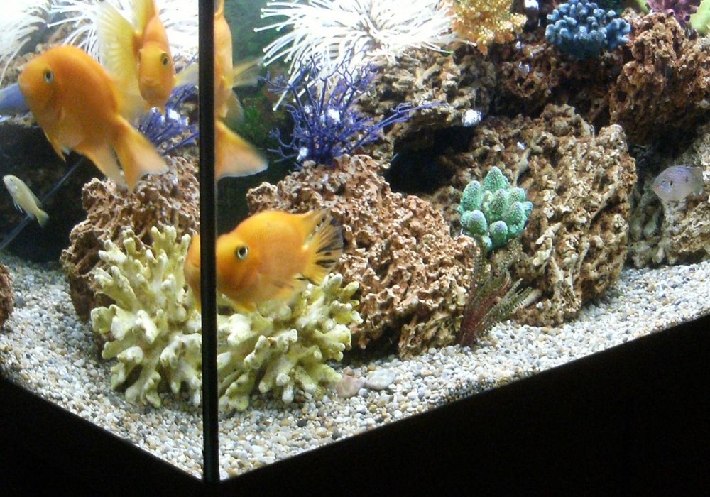 How to set up a tropical fish tank - Warehouse Aquatics