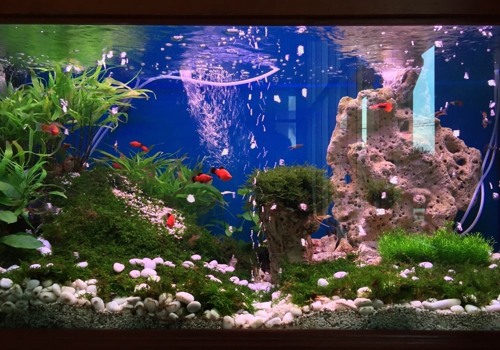 How to set up a tropical fish tank - Warehouse Aquatics
