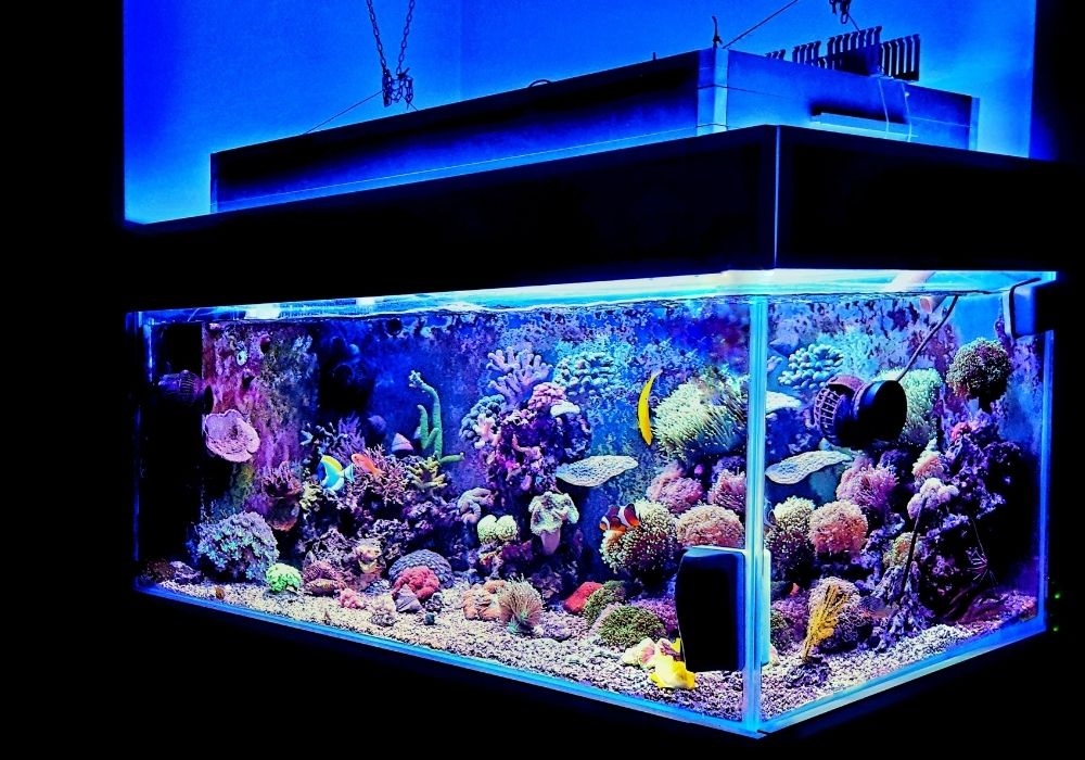 How to set up a tropical fish tank - Warehouse Aquatics