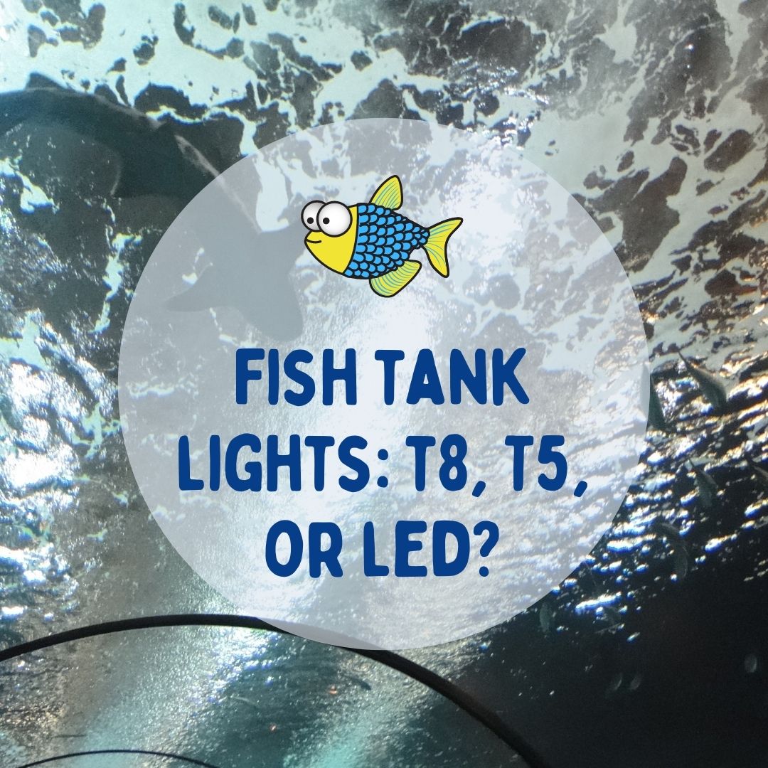 Fish tank lights: T8, T5, or LED? - Warehouse Aquatics