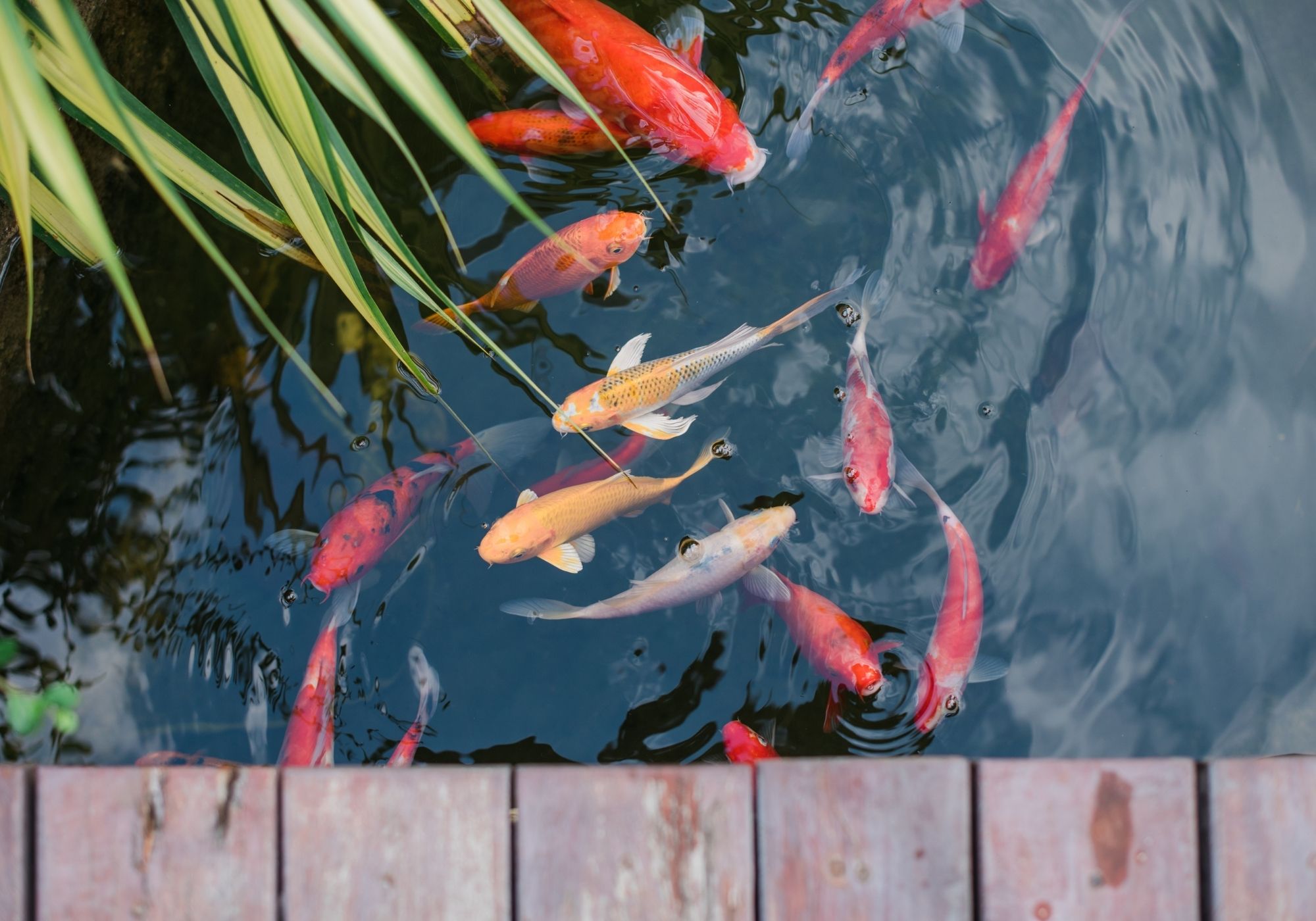 How to look after pond fish | Pond pump & filter tips | Warehouse Aquatics
