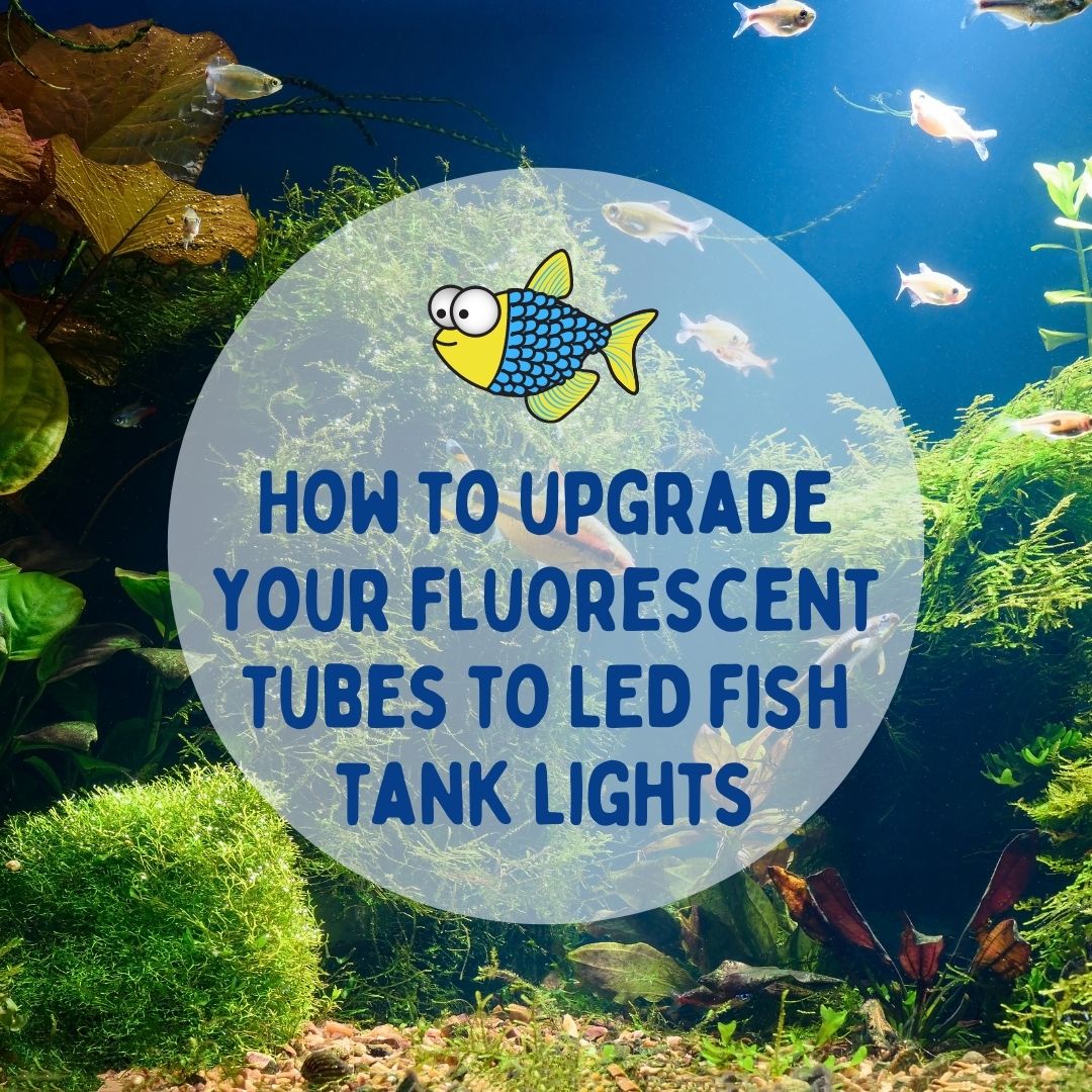 LED fish tank lights | Upgrade fluorescent tubes | Warehouse Aquatics