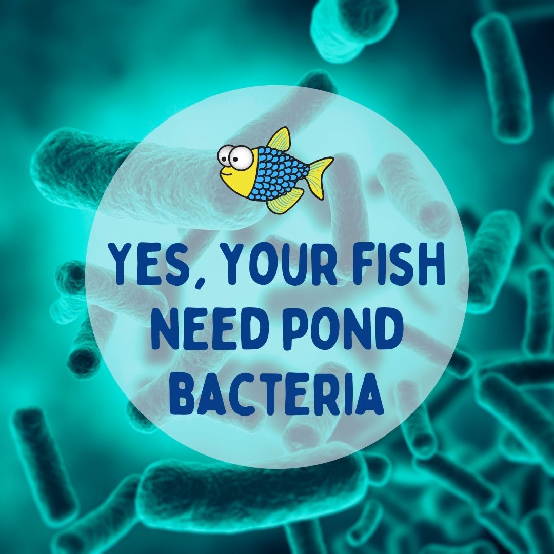 Pond bacteria | Yes, your fish need bacteria | Warehouse Aquatics