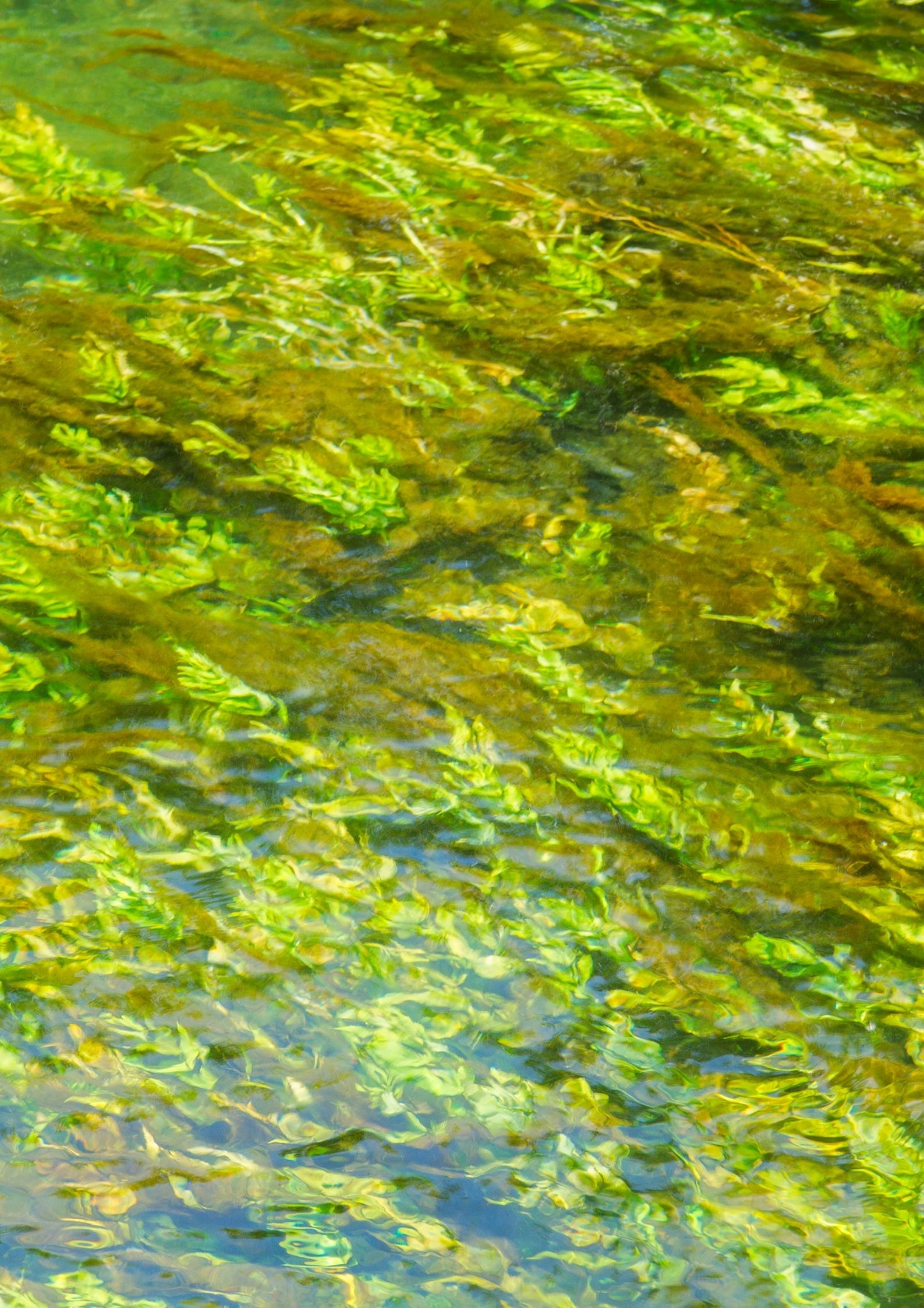 Improve pond water quality | How to test pond water | Warehouse Aquatics