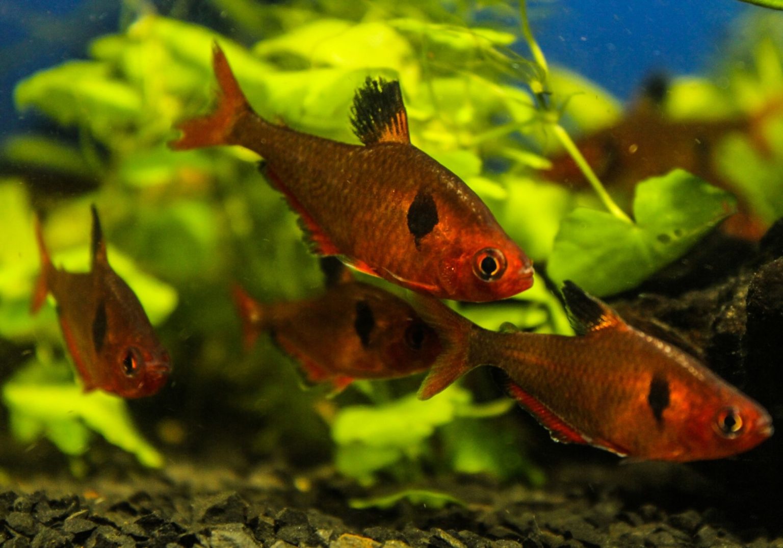 What size fish tank do you need? | Warehouse Aquatics